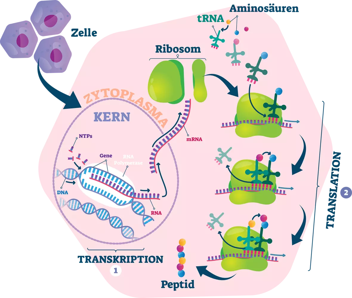 Translation – zweiter Teil der Genexpression: Wie Proteine gebildet ...
